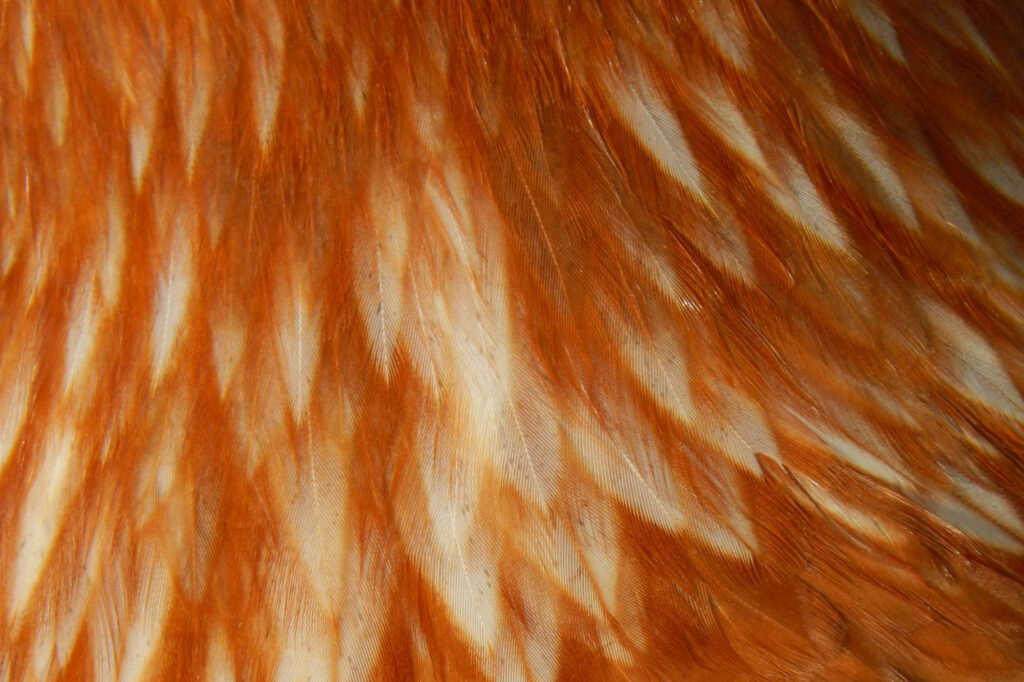 Events Archive - Animate Earth