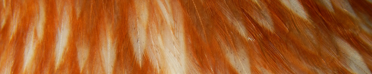 Contemporary Animism Year 3 - Animate Earth